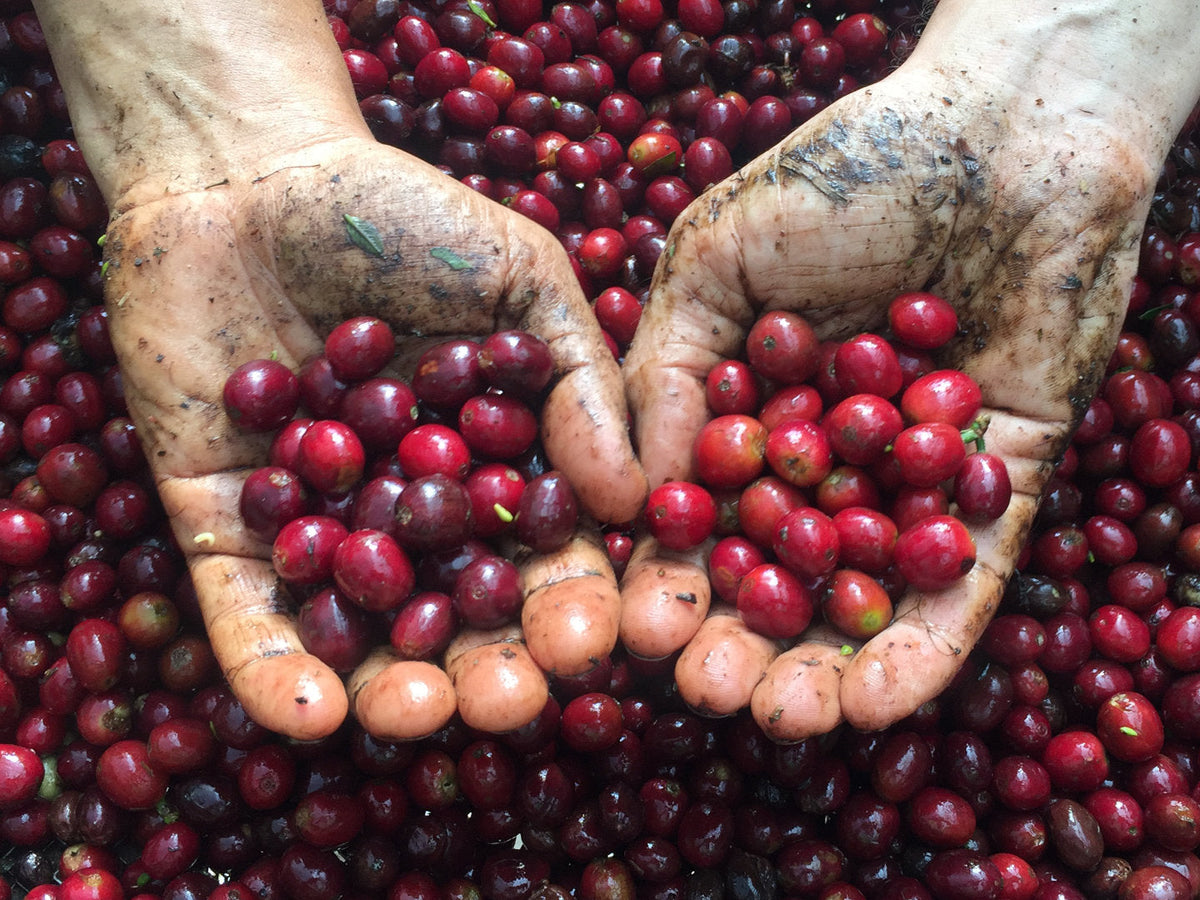 How is Coffee Harvested? | Günter Coffee Roasters